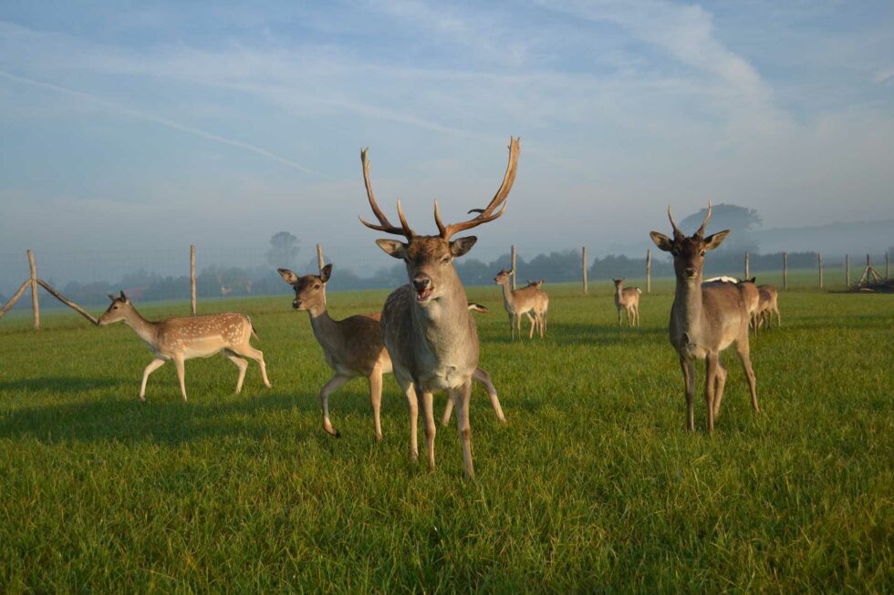Rahe-Ranch | Hof Viehbrook